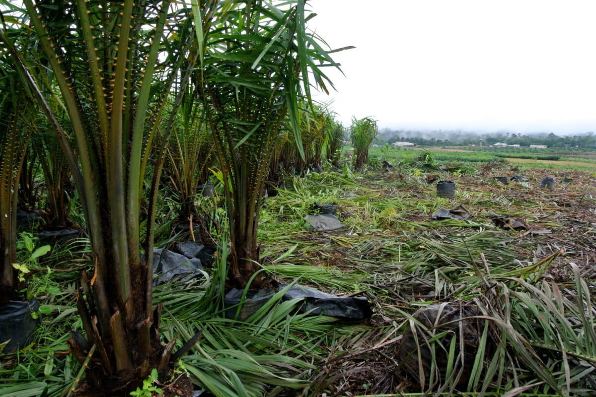 10 years after land grab, local Nigerian farmers continue fight against ...