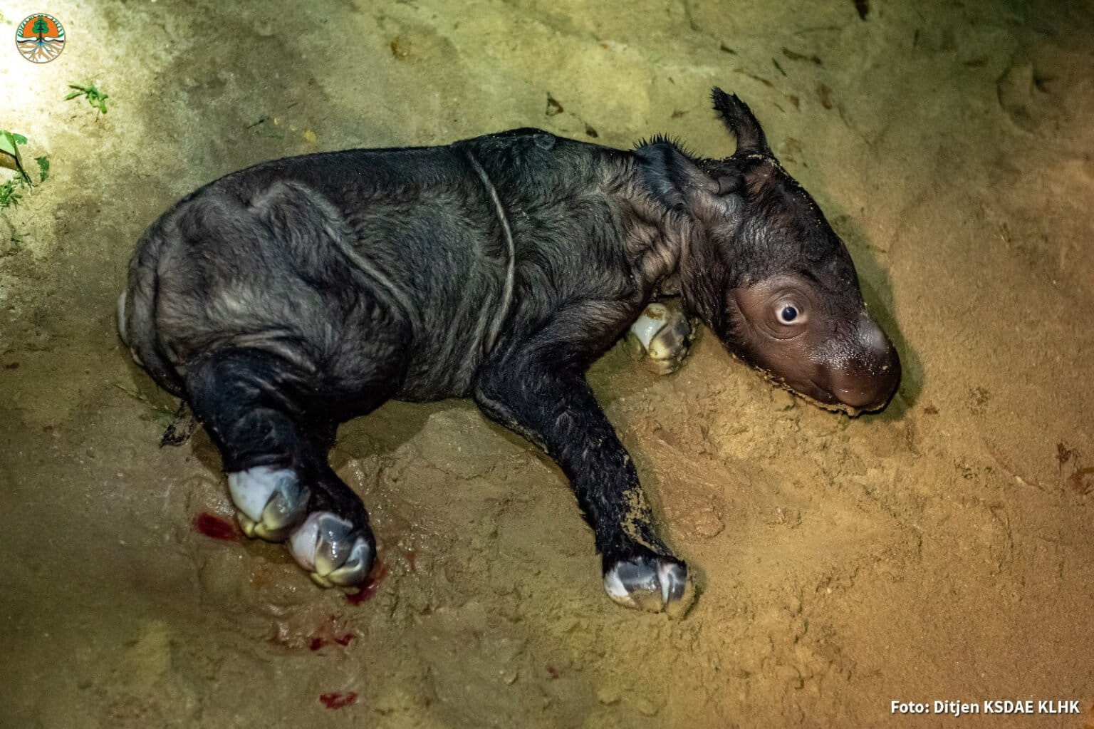 Sumatran rhino birth is rare good news for species sliding to extinction