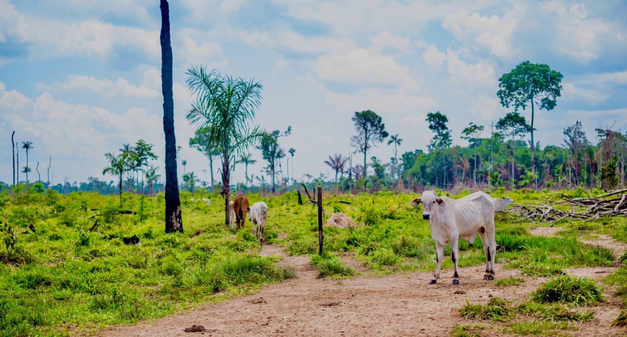 Agriculture: profitability determines land use | Chapter 3 of “A ...