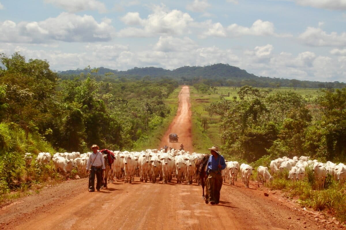 Agriculture in the Pan Amazon: Beef production models