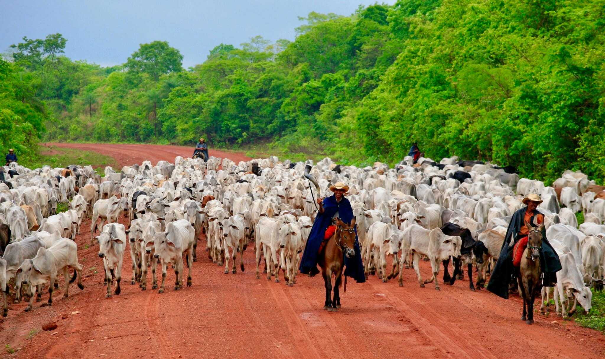 Agriculture in the Pan Amazon: Beef production models