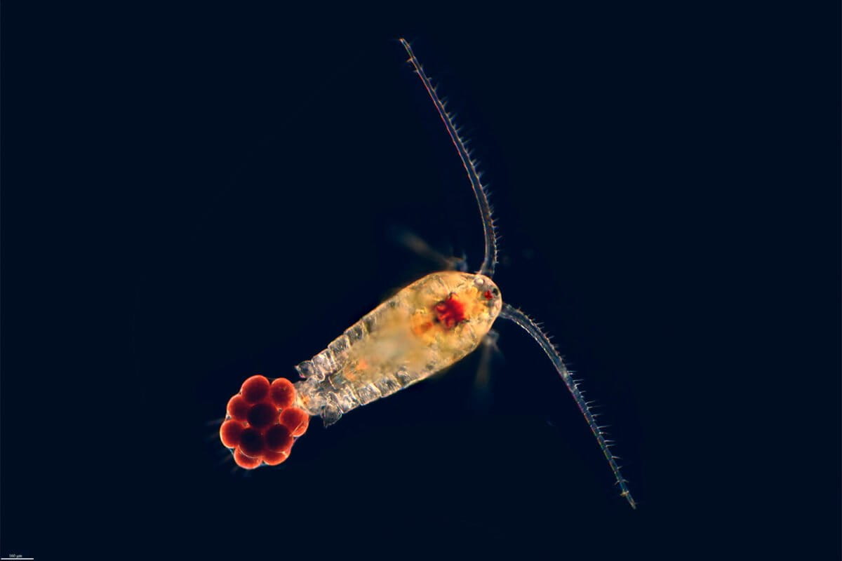 Microplastics pose risk to ocean plankton, climate, other key Earth systems