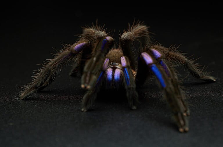 New electric-blue tarantula species is first found in Thailand mangroves