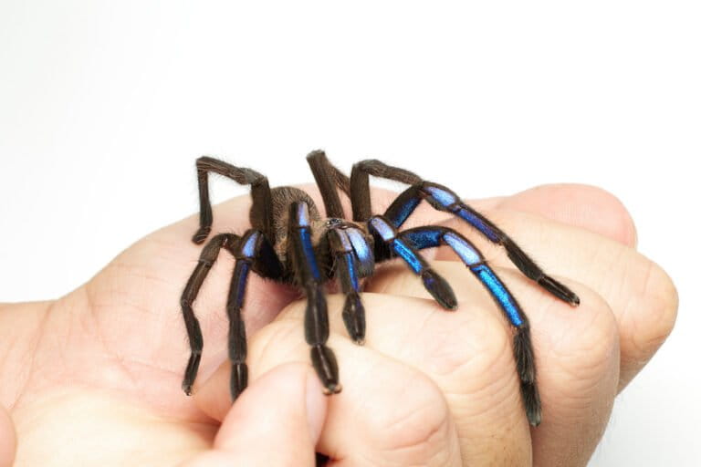 New electric-blue tarantula species is first found in Thailand mangroves