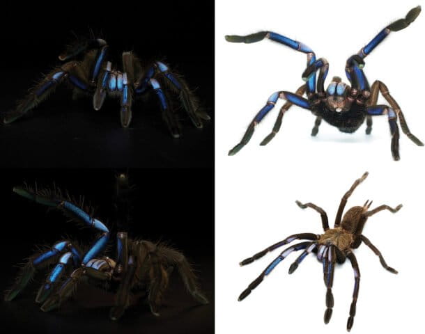 New electric-blue tarantula species is first found in Thailand mangroves