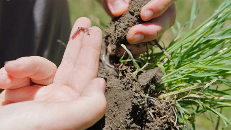 Battling desertification: Bringing soil back to life in semiarid Spain