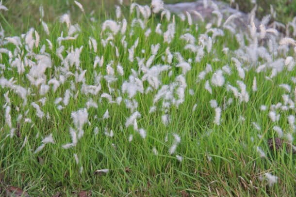 Bangladesh survey records invasive alien plants threatening protected ...