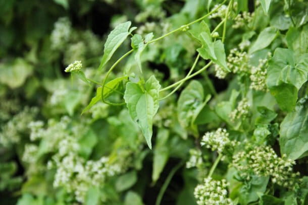 Bangladesh survey records invasive alien plants threatening protected ...