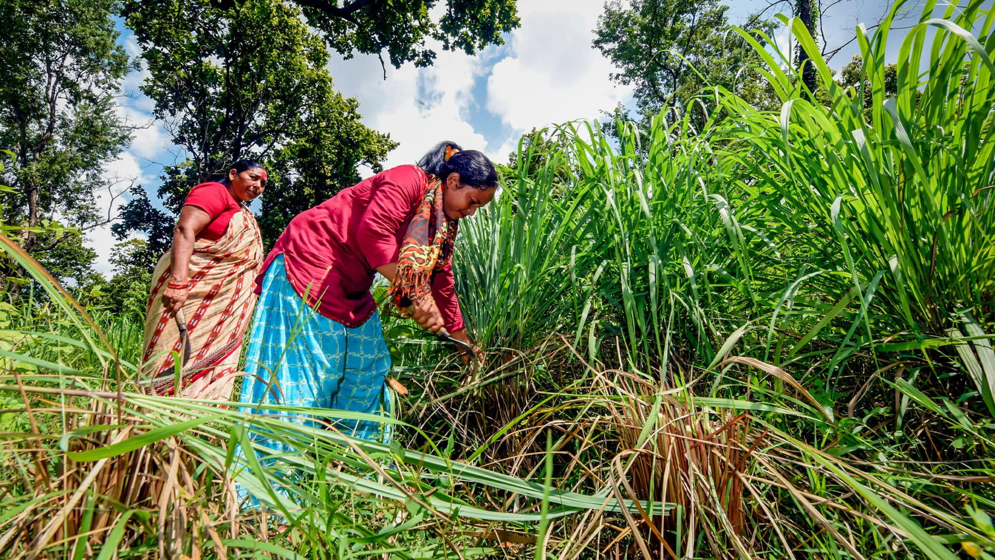 Conservation ‘setback’ looms as Nepal opens protected areas to ...