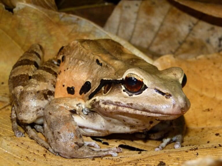Sliver of hope as ‘mountain chicken’ frog shows resistance to deadly ...