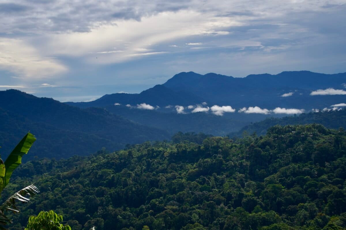 Forest conservation ‘off-track’ to halt deforestation by 2030: New ...