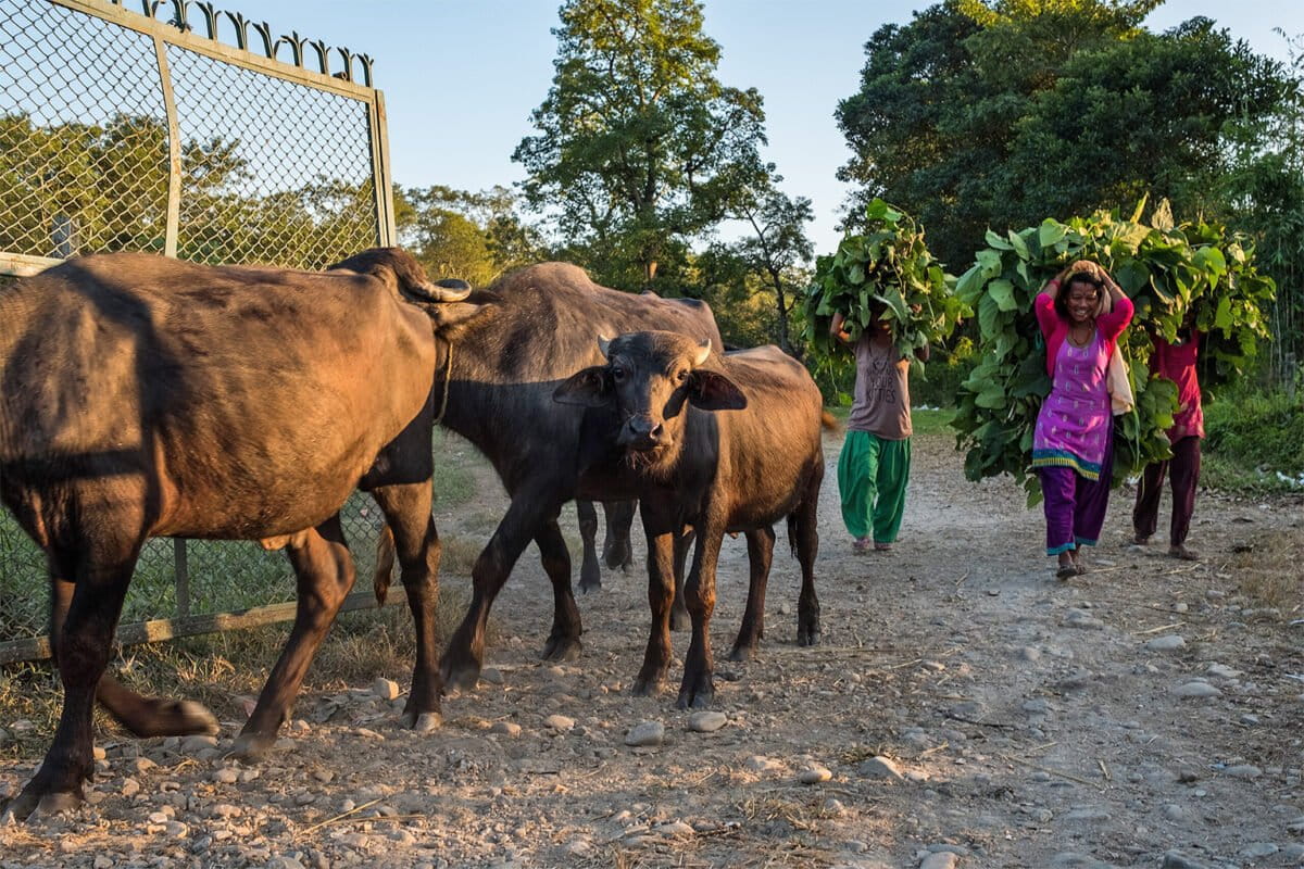 Nepal’s buffalo-kills-tiger story reveals deeper pains in compensation ...