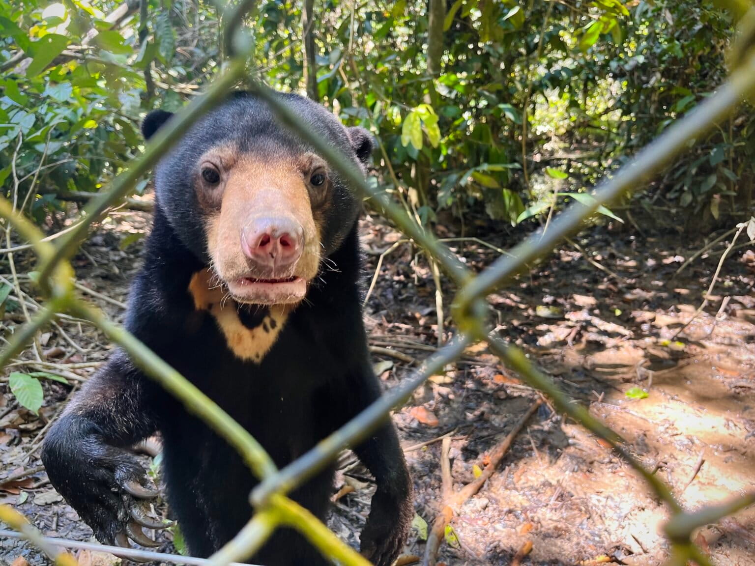 Conservationists look to defy gloomy outlook for Borneo’s sun bears