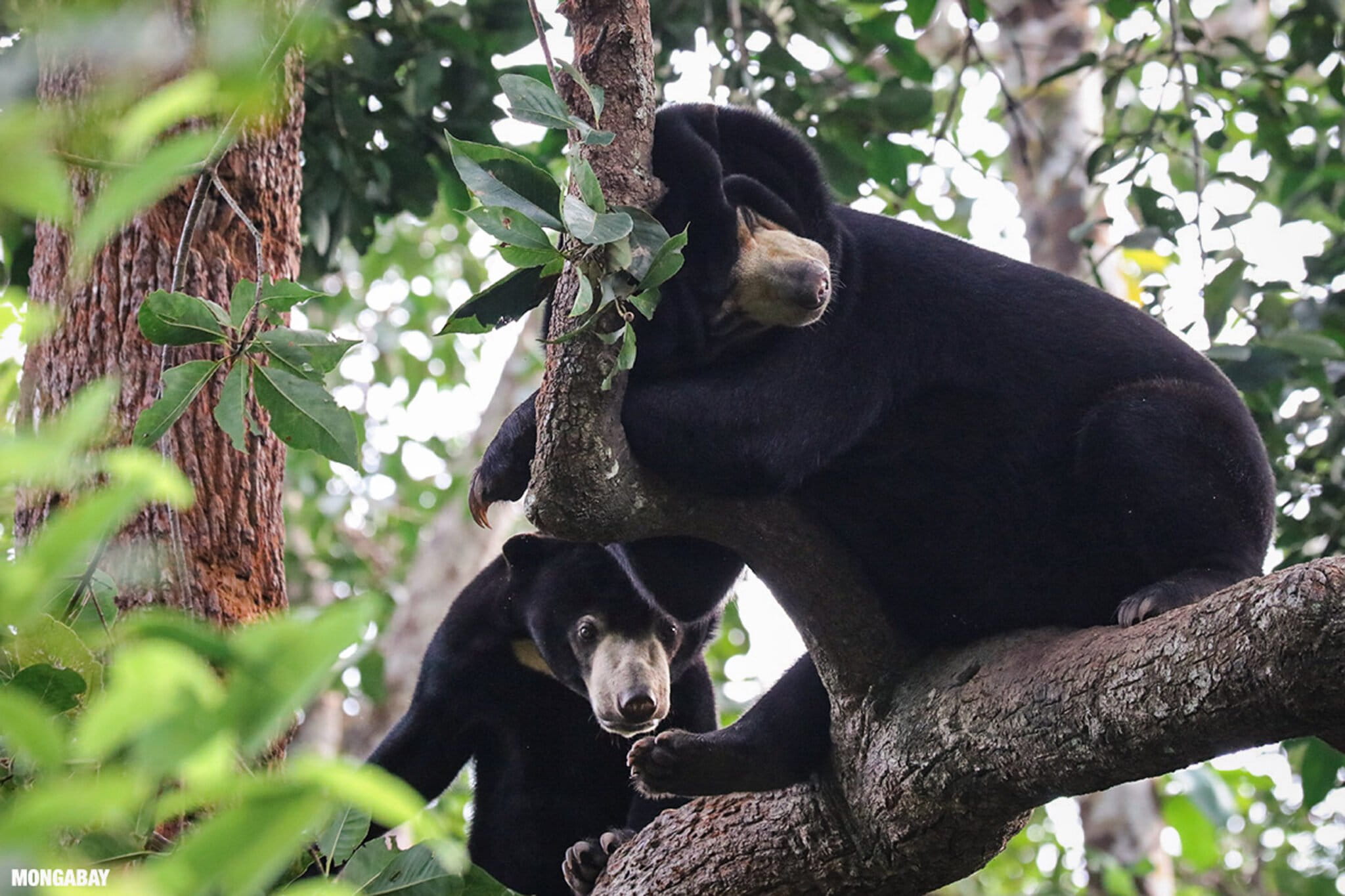 Conservationists look to defy gloomy outlook for Borneo’s sun bears
