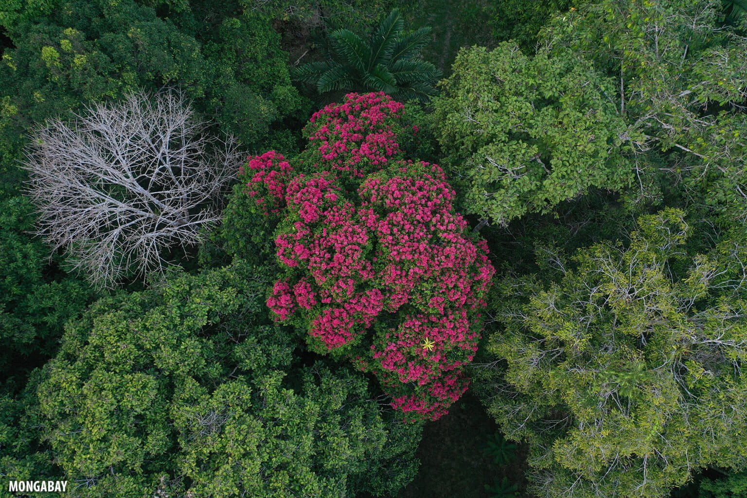 Forests and the Fate of Civilizations: A Conversation with John Perlin