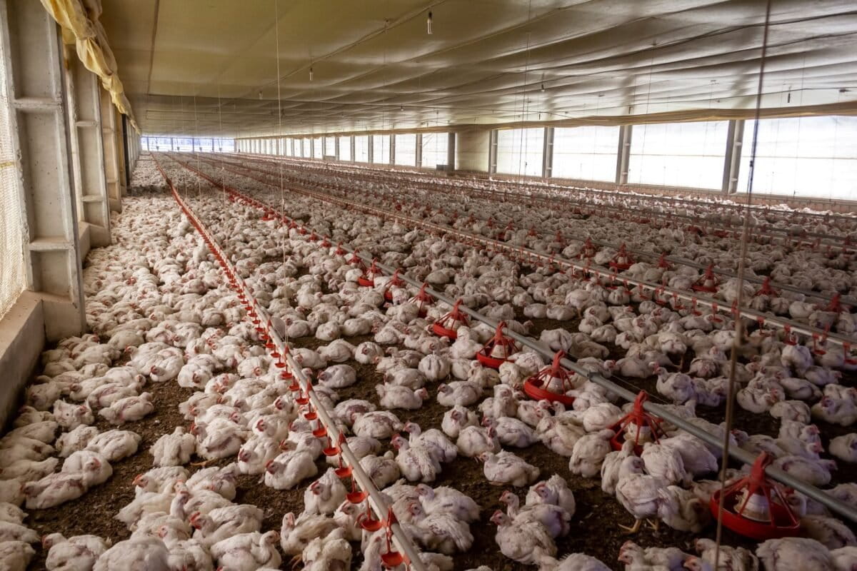 Agriculture in the Pan-Amazon: Swine and poultry - Adding value to farm ...
