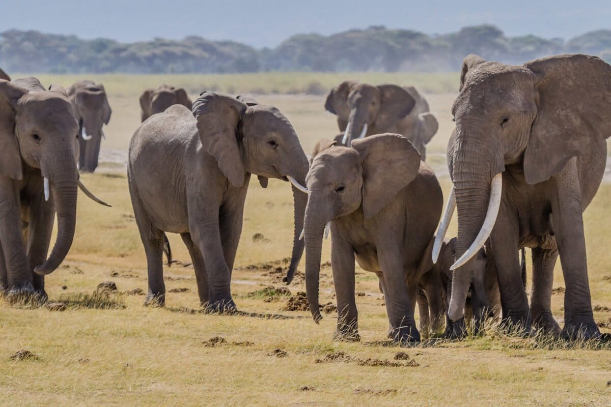 Deforestation continues in Kenya’s largest water capturing forest ...