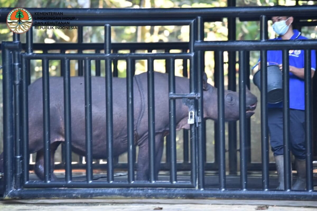 Boost for Sumatran rhino IVF plan as eggs extracted from Bornean specimen
