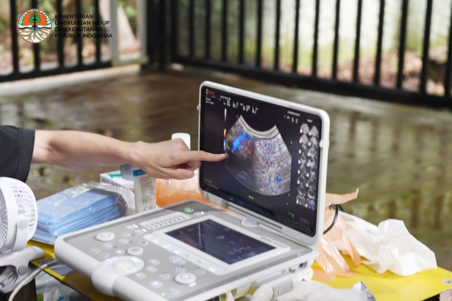 Boost for Sumatran rhino IVF plan as eggs extracted from Bornean specimen