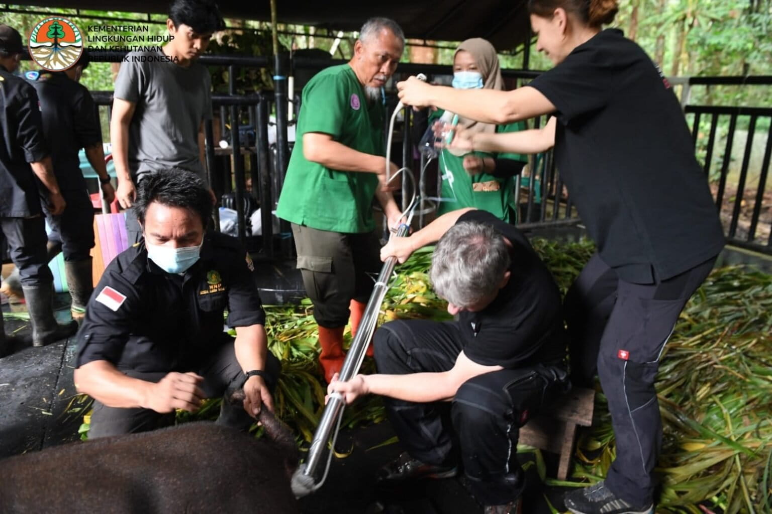 Boost for Sumatran rhino IVF plan as eggs extracted from Bornean specimen