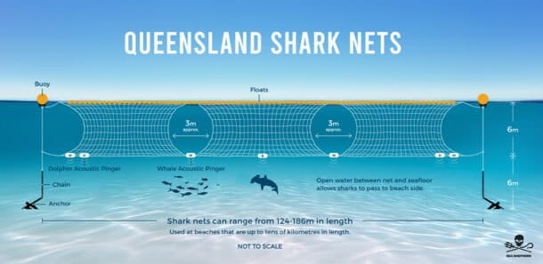 Lethal or not? Australia’s beaches are a crucible for shark control methods