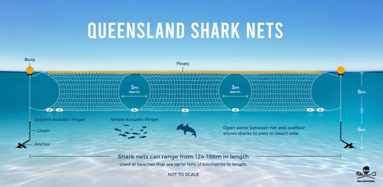 Lethal or not? Australia’s beaches are a crucible for shark control methods