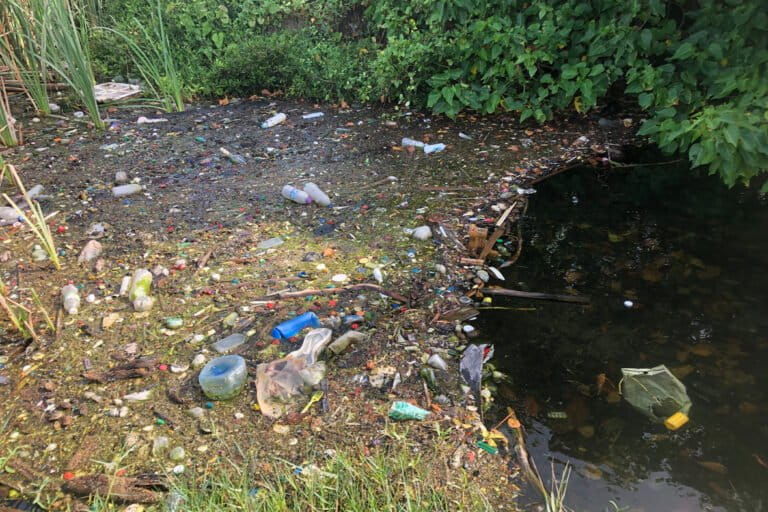 Jamaica battles relentless plastic pollution in quest to restore mangroves