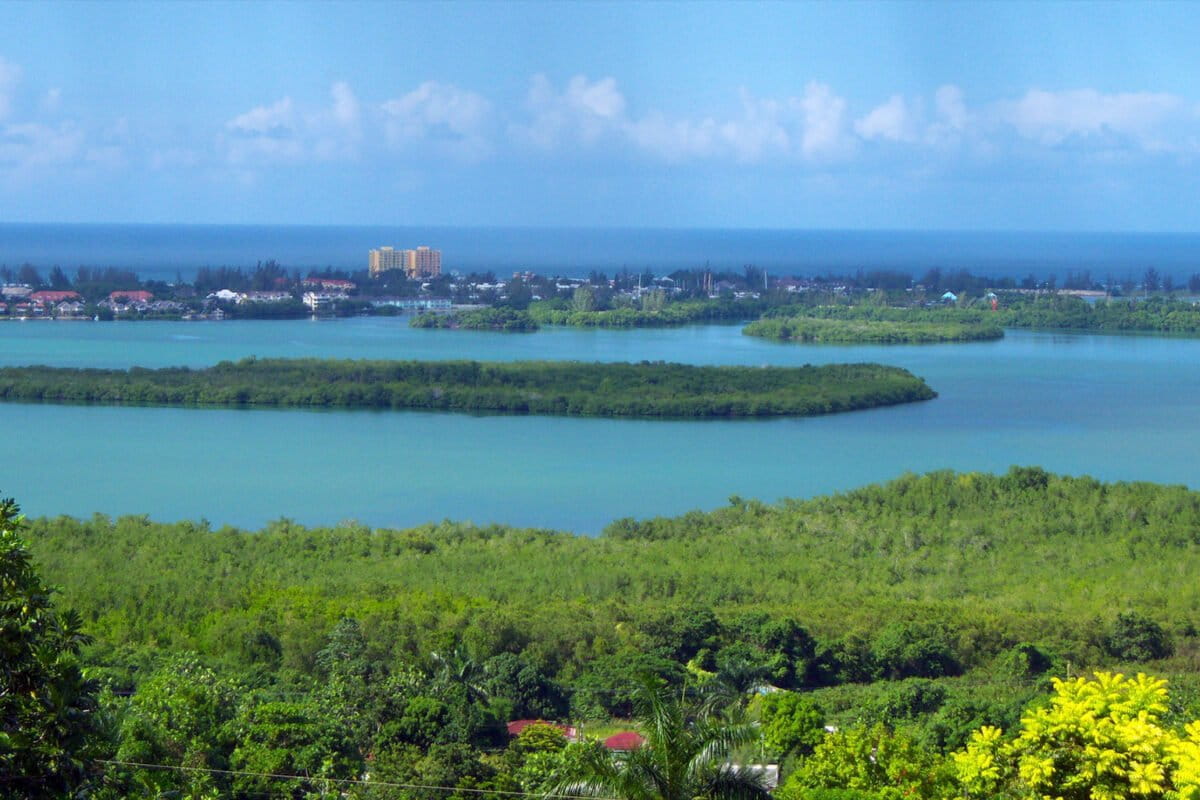 Jamaica battles relentless plastic pollution in quest to restore mangroves