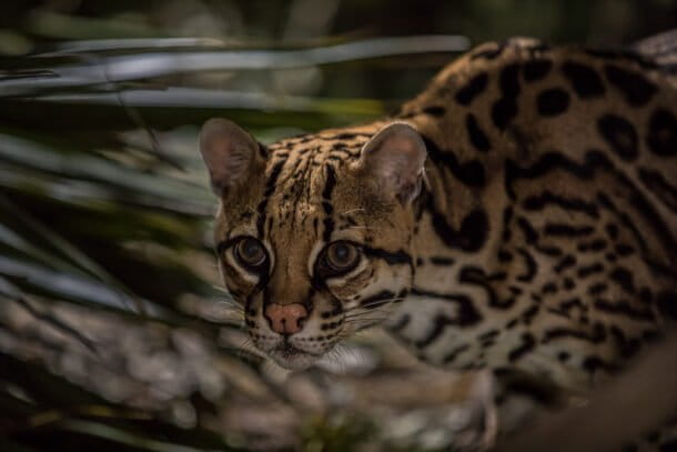 Texas ocelot breeding and reintroduction may offer new route to recovery