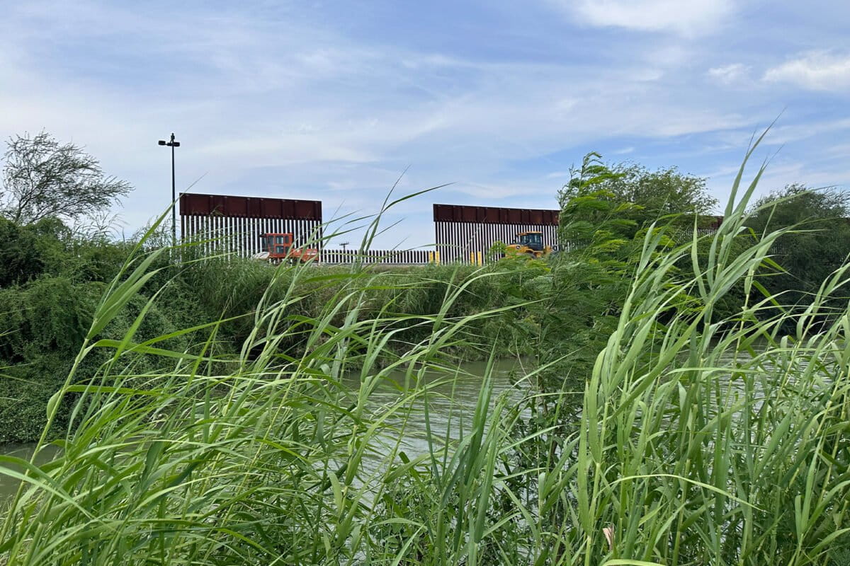 Texas ocelot breeding and reintroduction may offer new route to recovery