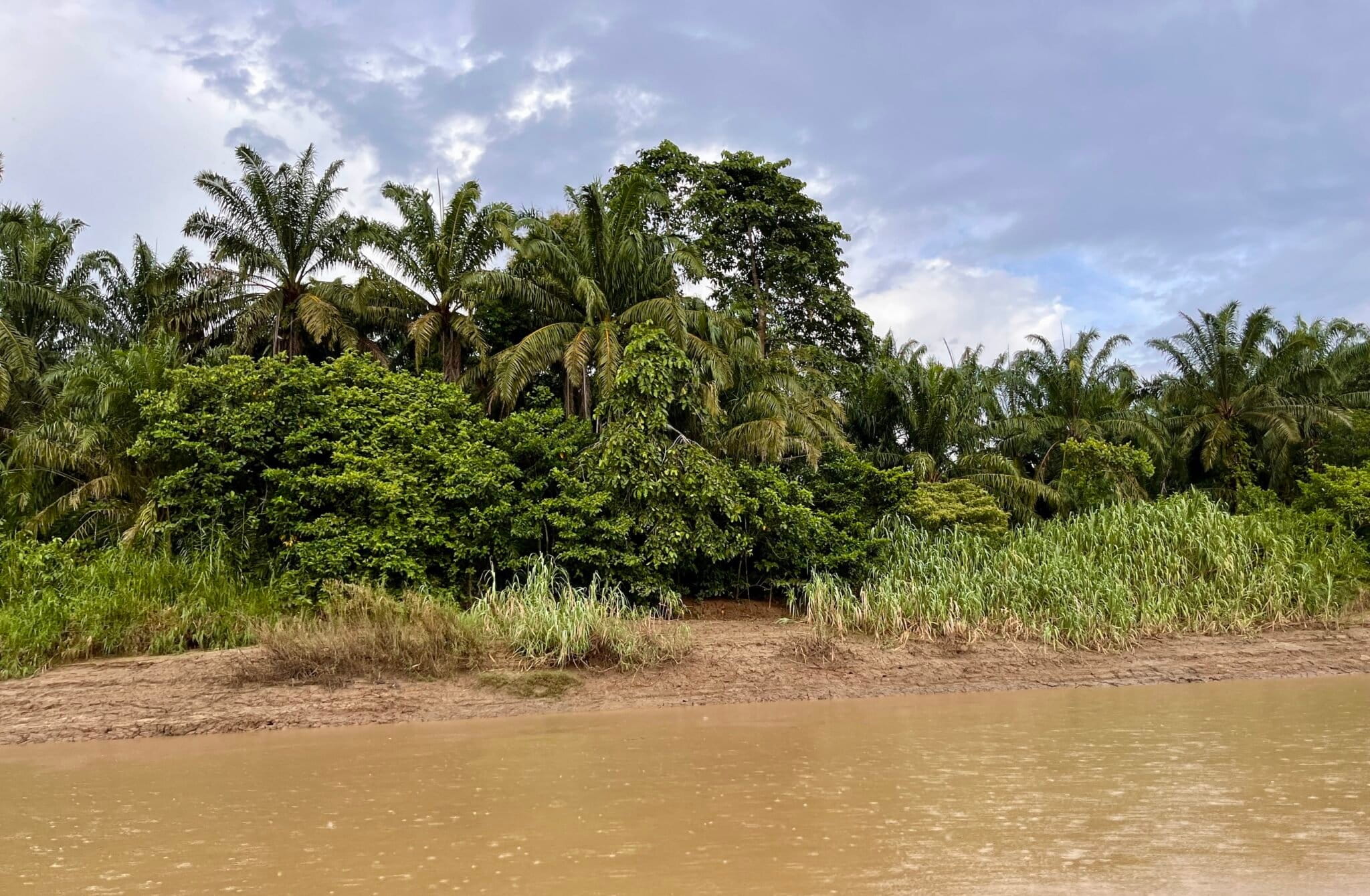 How scientists and a community are bringing a Bornean river corridor ...