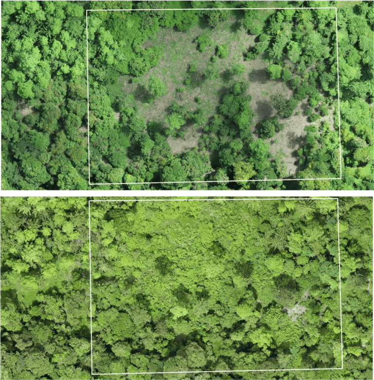 How scientists and a community are bringing a Bornean river corridor ...