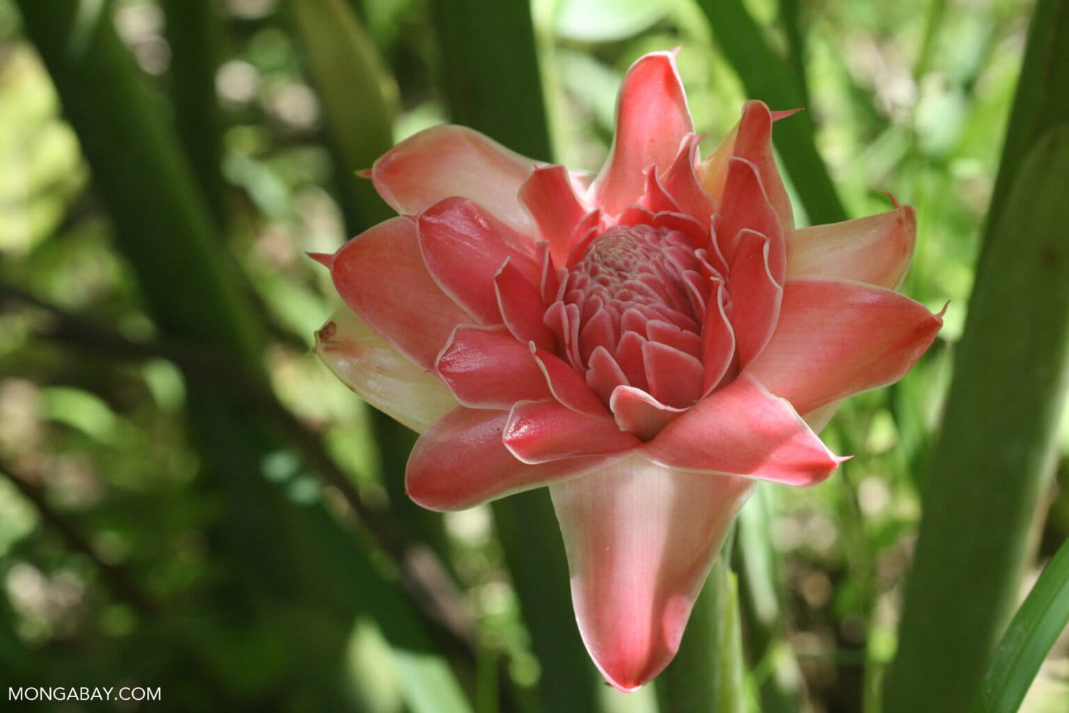Nearly half of the world’s flowering plants face the threat of ...