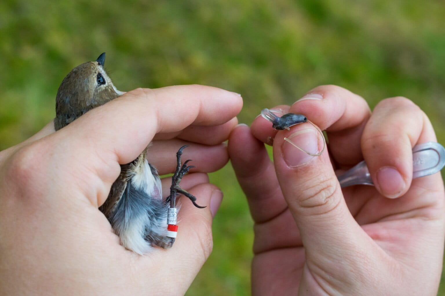 Ecologists Help Migratory Birds Adapt To Climate Change ecologists-help-migratory-birds-adapt-to-climate-change