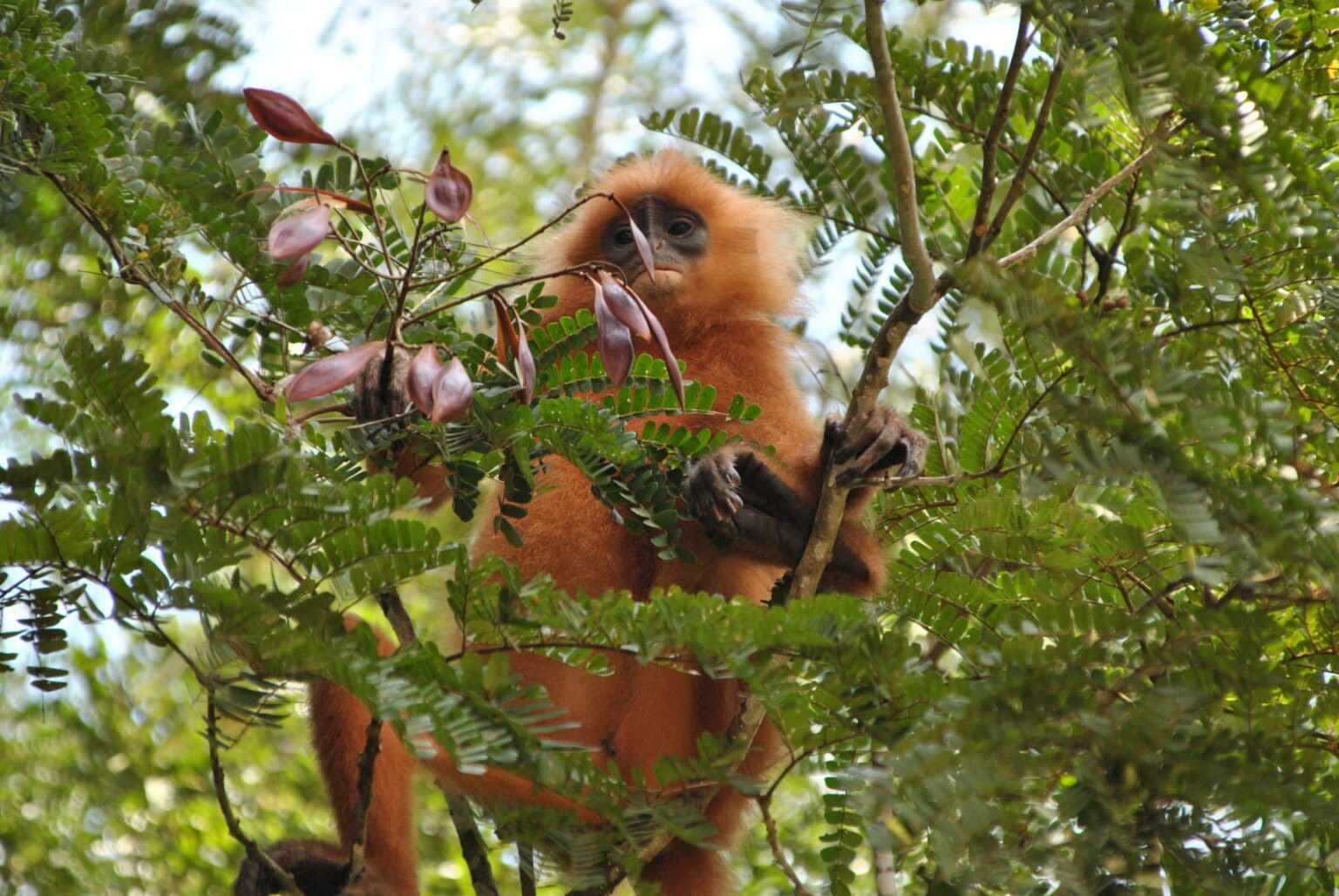 Forest restoration to boost biomass doesn’t have to sacrifice tree ...