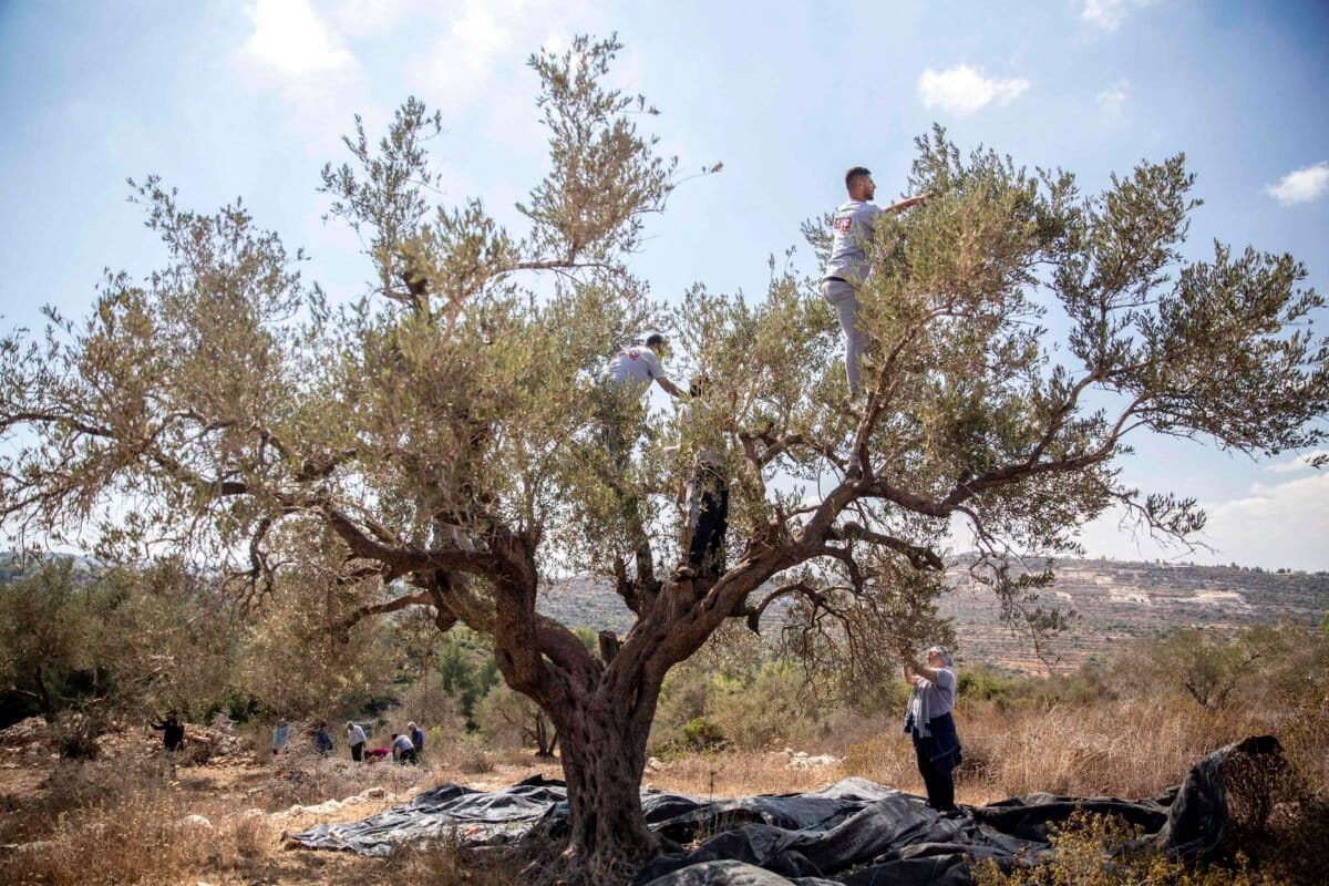 Palestinian olive farmers hold tight to their roots amid surge in ...