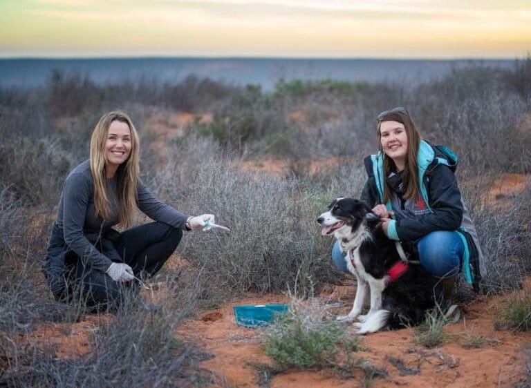 Track-a-mole: Sniffer dog and eDNA help ‘rediscover’ South African ...