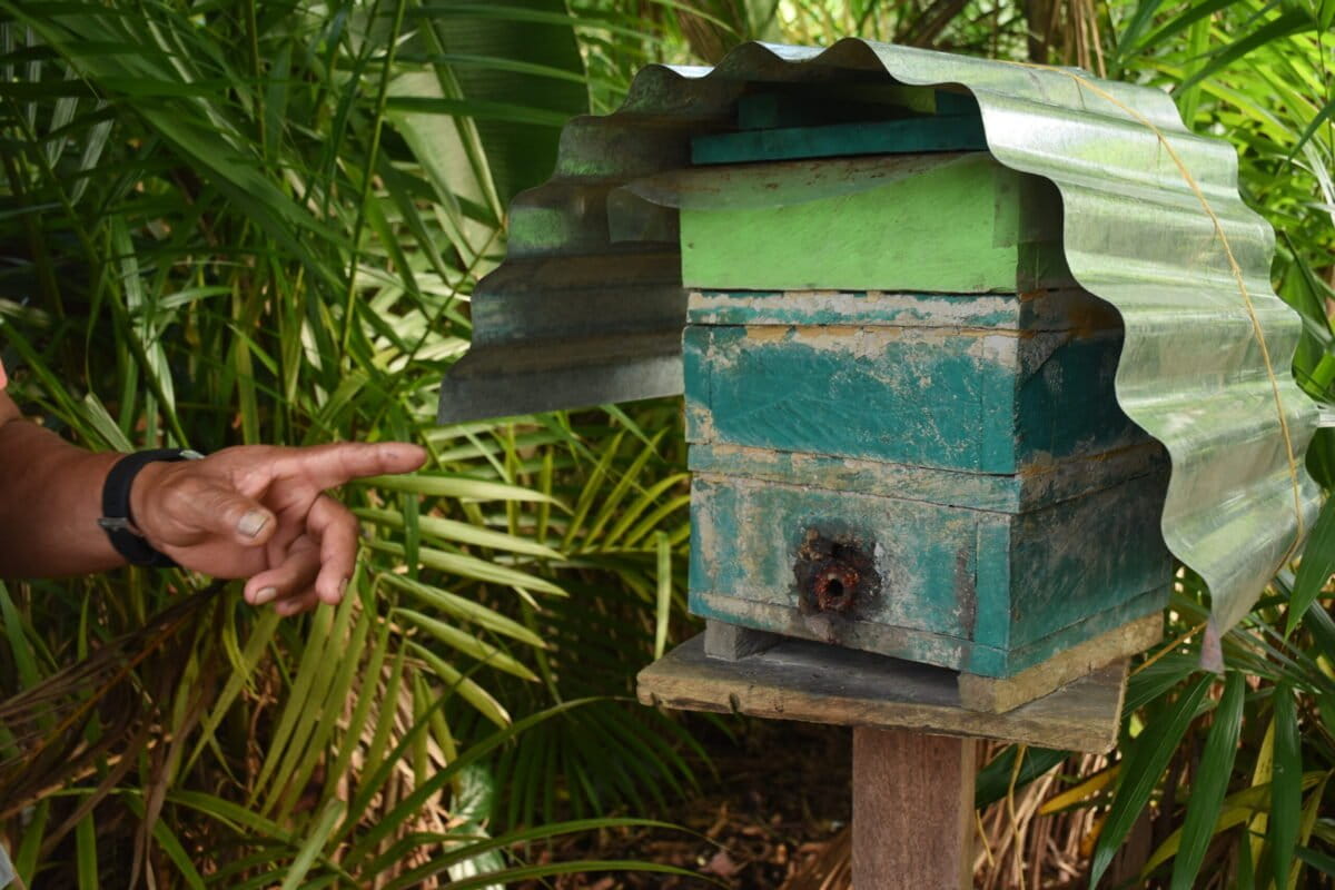 The man who made a pact with wild bees in Colombia’s Amazon