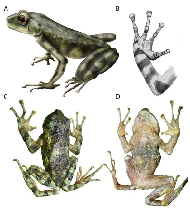 New volcano toad from Mount Kenya reveals an ancient lineage