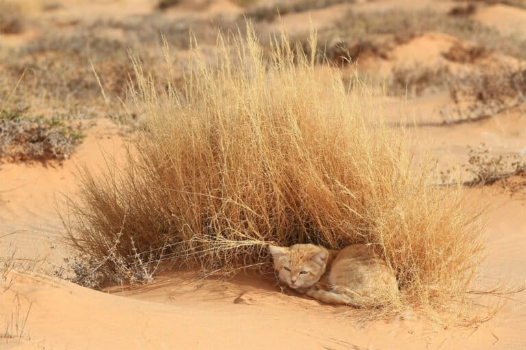 Shining a spotlight on the wide-roaming sand cat ‘king of the desert’