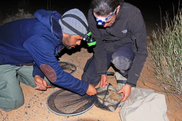 Shining a spotlight on the wide-roaming sand cat ‘king of the desert’