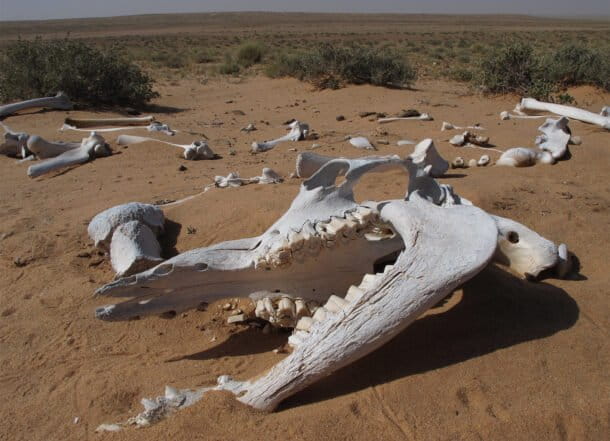 Shining a spotlight on the wide-roaming sand cat ‘king of the desert’