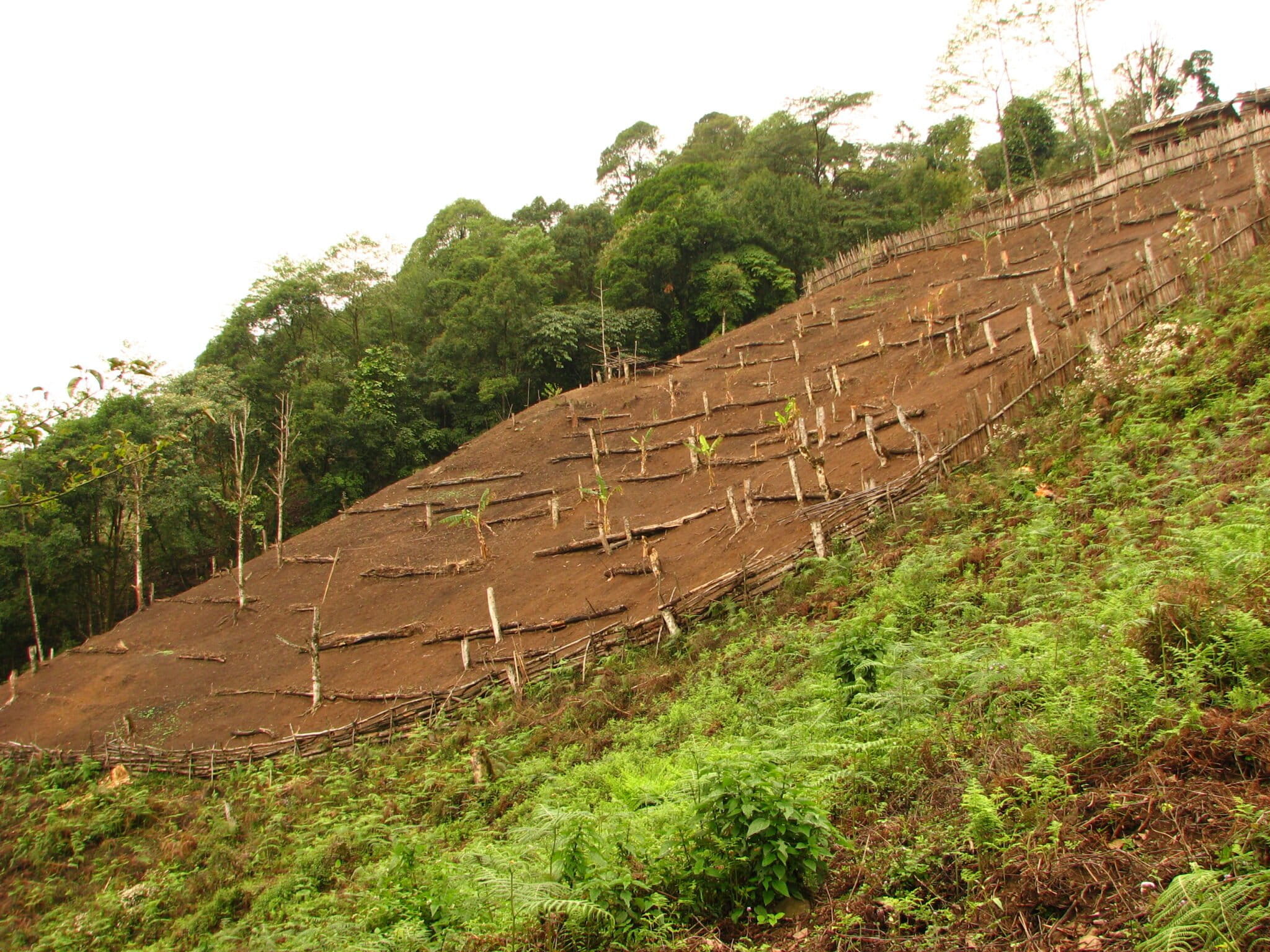 In Laos, forest loss and carbon emissions escalate as agriculture ...