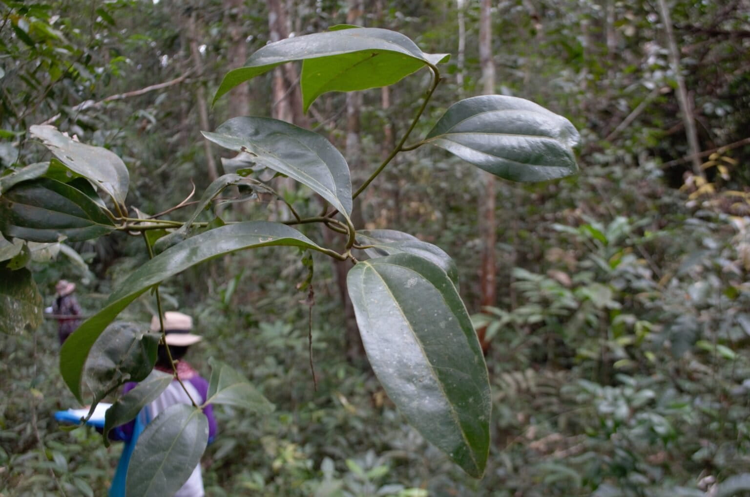 ‘Immense body of knowledge’ at stake in Cambodia’s Prey Lang as ...