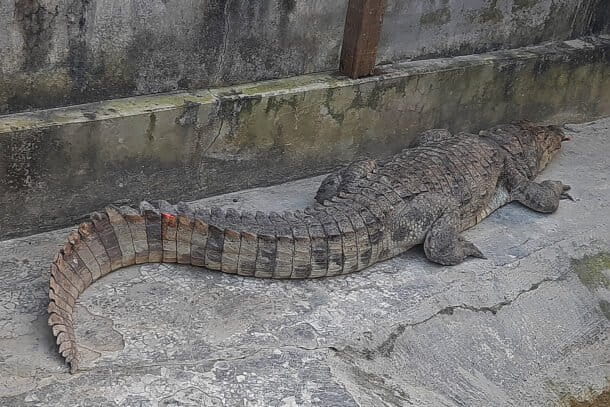 Could mugger crocodiles be brought back from regional extinction in ...