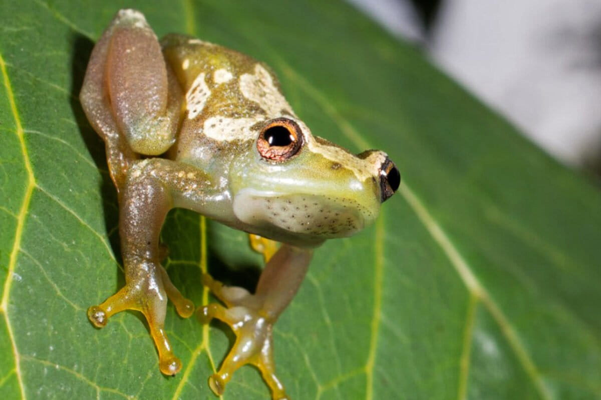 Photos: Top species discoveries from 2023