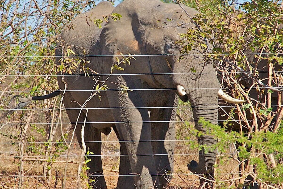 Count, connect, conserve: Southern Africa elephant survey points the ...