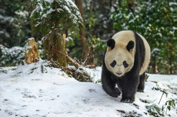 [Photos] New book is a stunning glimpse of Asia’s wildlife and landscapes