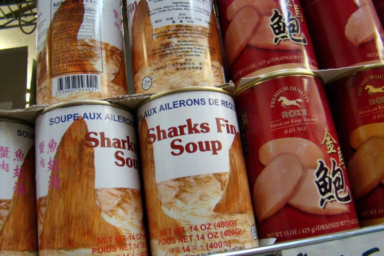 Global shark deaths increasing despite finning bans, study shows