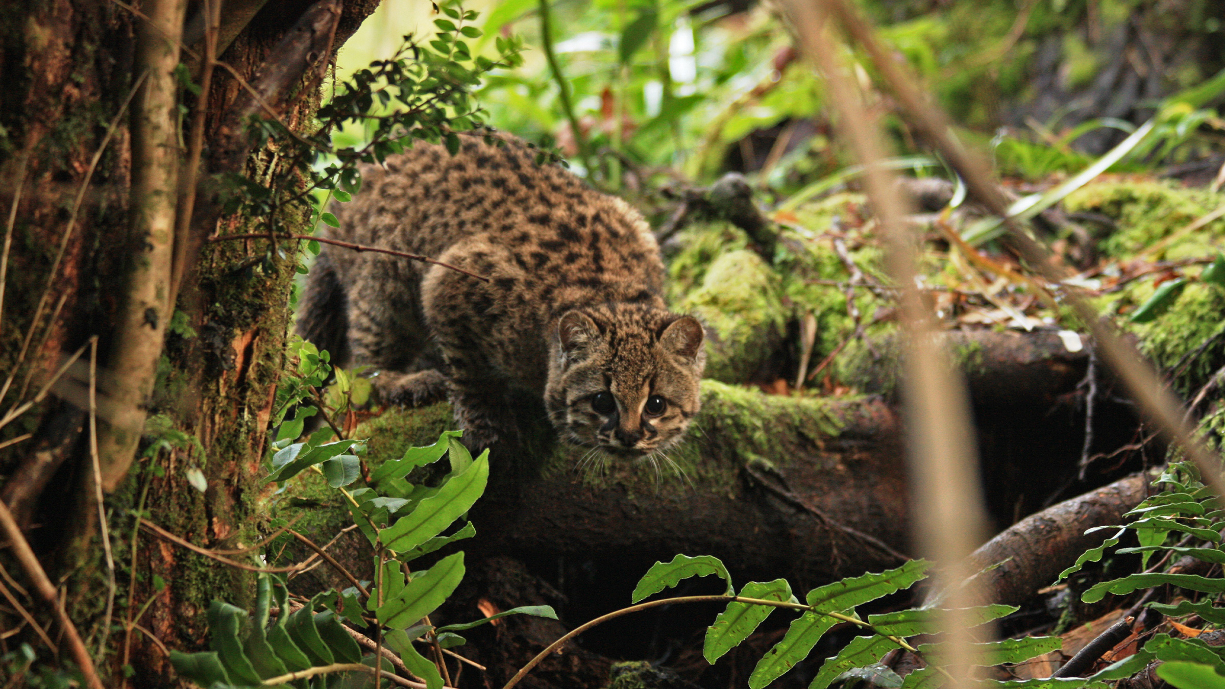 Conservationists aim to save South America’s super tiny wild cat, the guina